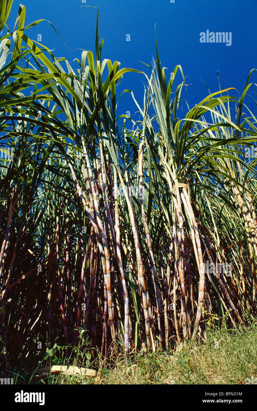 Sugarcane crop field ; nasik ; maharashtra ; India ; asia Stock Photo ...
