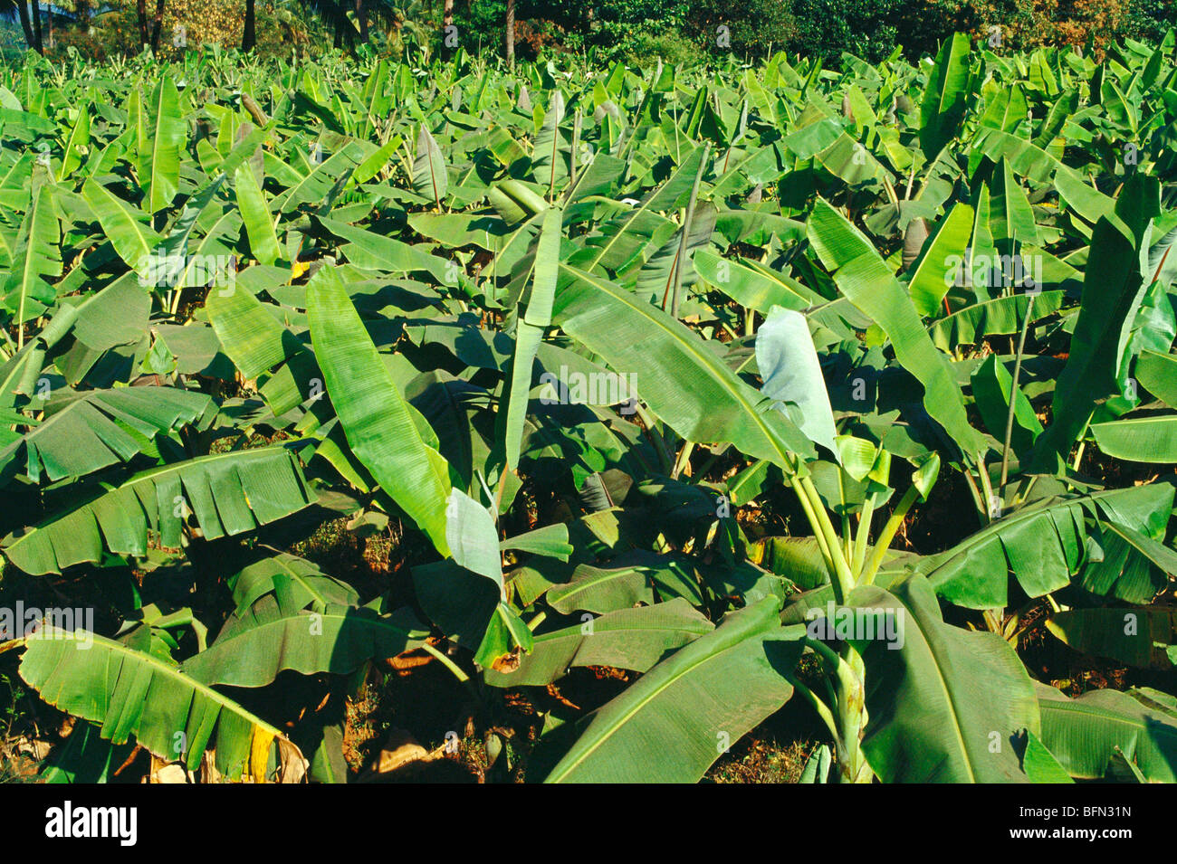 Banana Fruit plantation ; Banana fruit tree ; kerala ; India ; asia ...