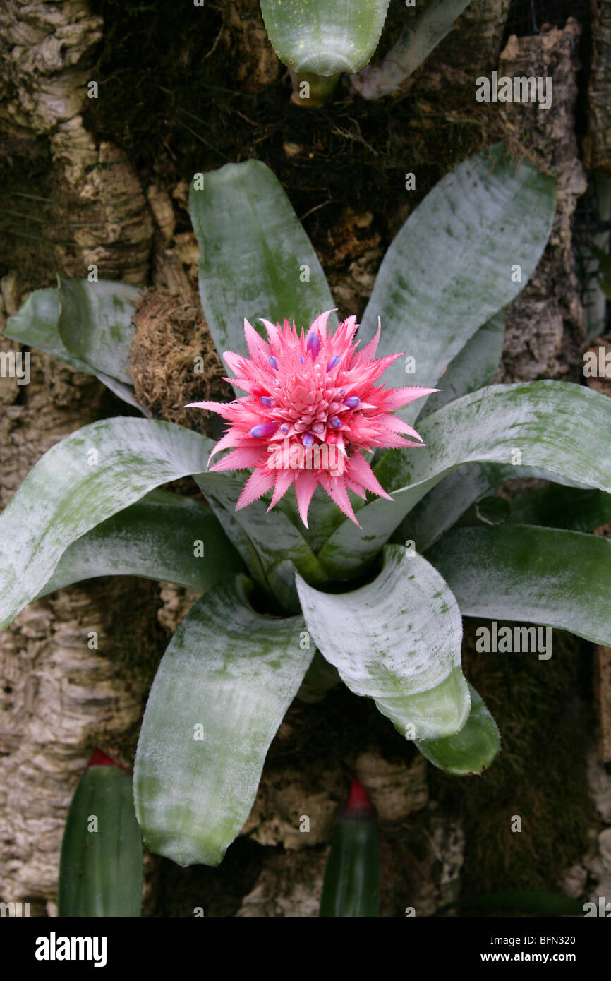 Aechmea "Primera", Bromeliaceae Stock Photo - Alamy