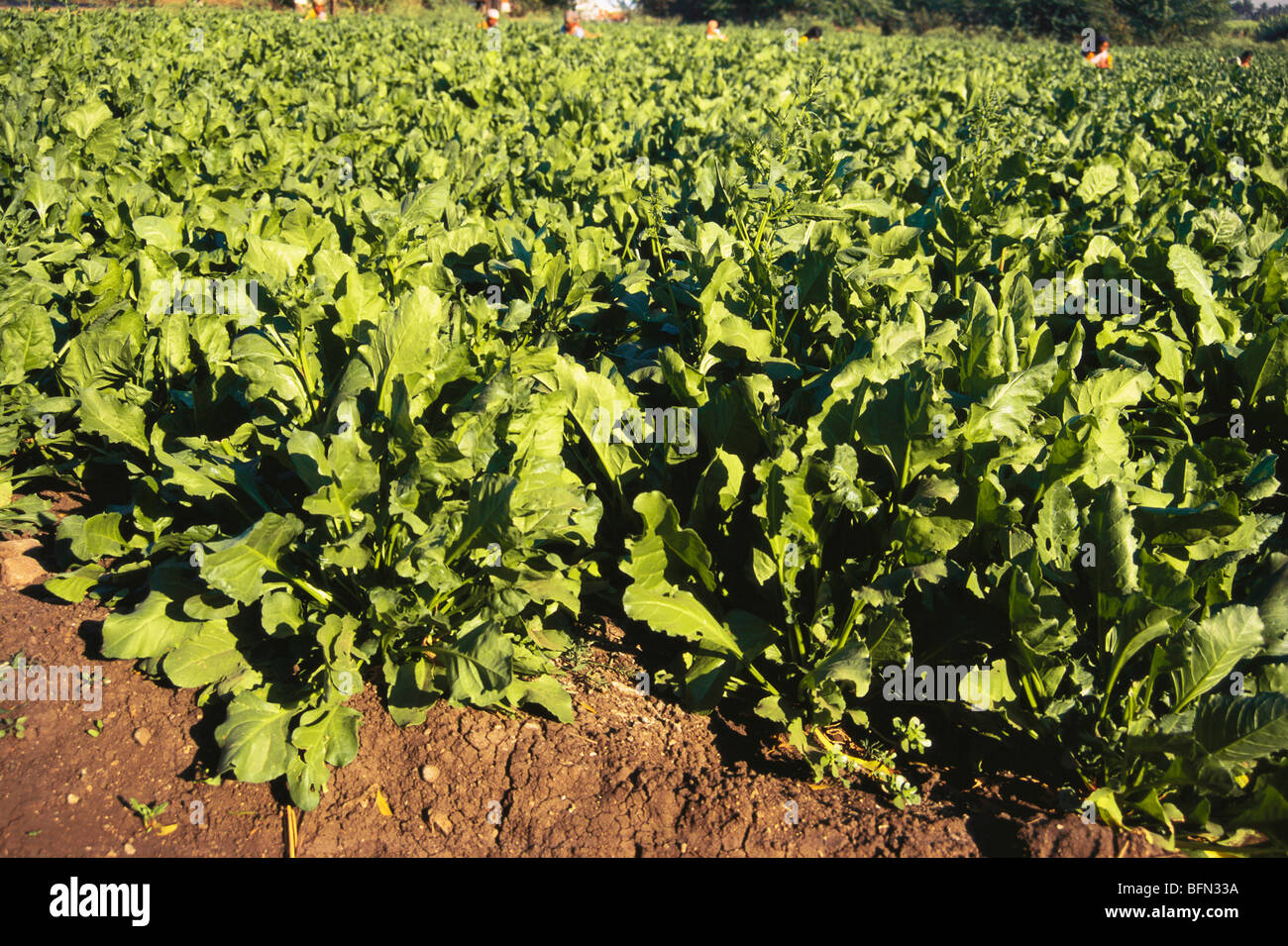 Spinach plant ; Palak crop field ; Urli Kanchan ; Pune ; Maharashtra ...