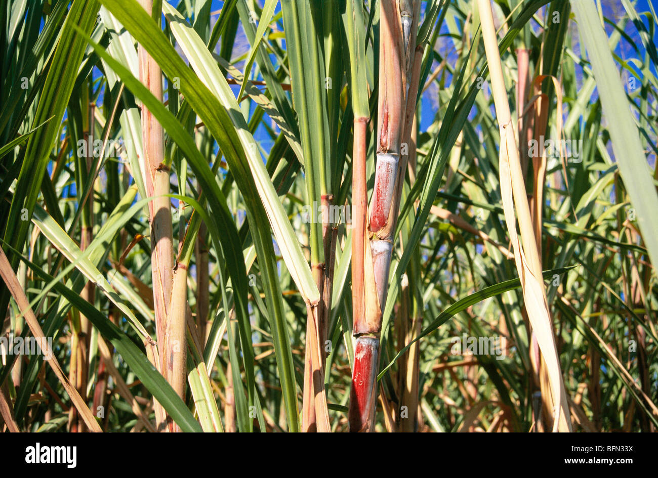 Sugarcane crop in field ; Nasik ; Maharashtra ; India ; asia Stock ...