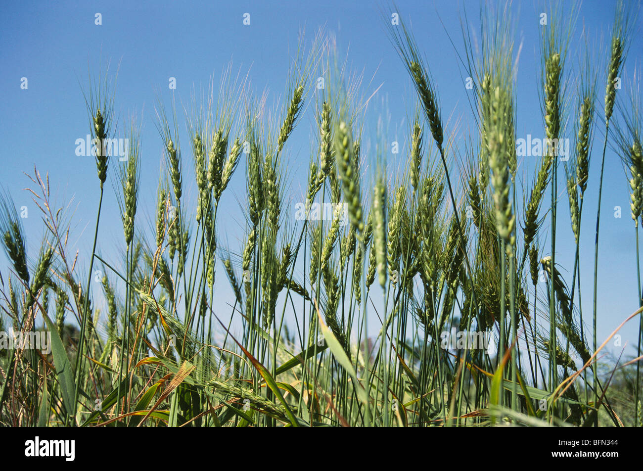 Wheat crop in field ; Bordi ; Maharashtra ; India ; asia Stock Photo ...