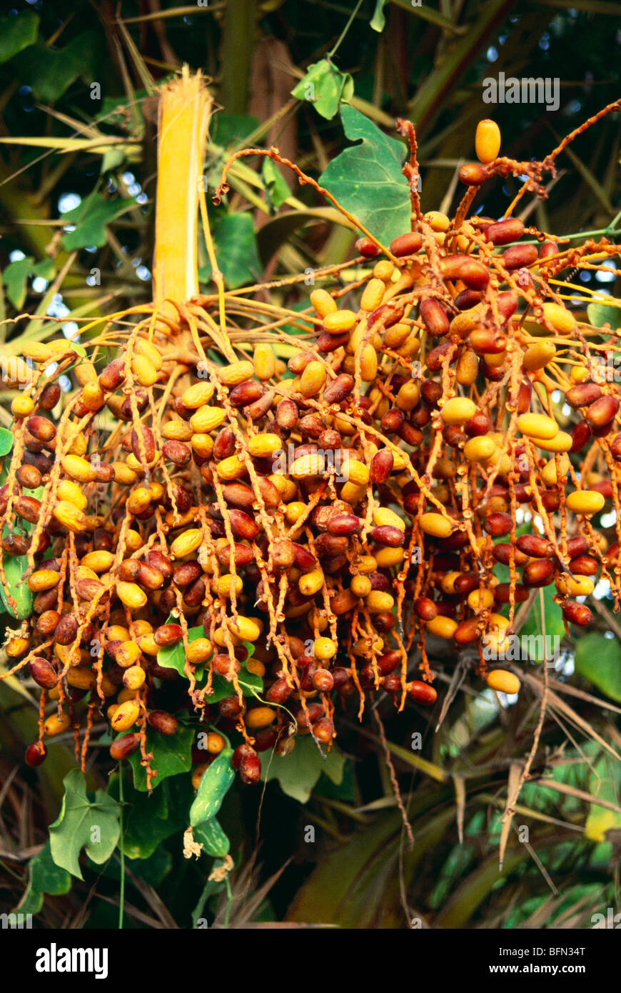 Date palm tree cultivation india hi-res stock photography and images ...