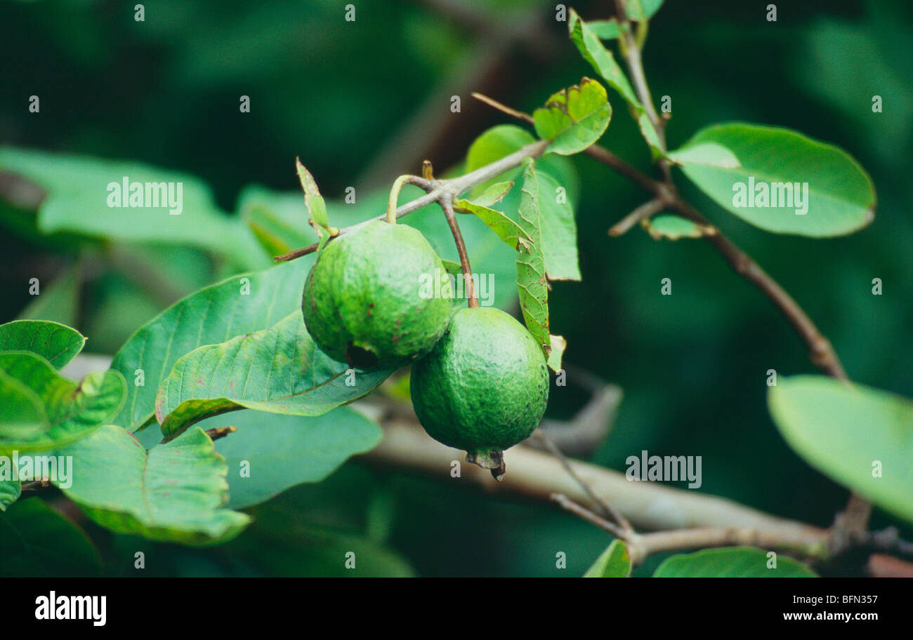 Guava tree india asia hi-res stock photography and images - Alamy