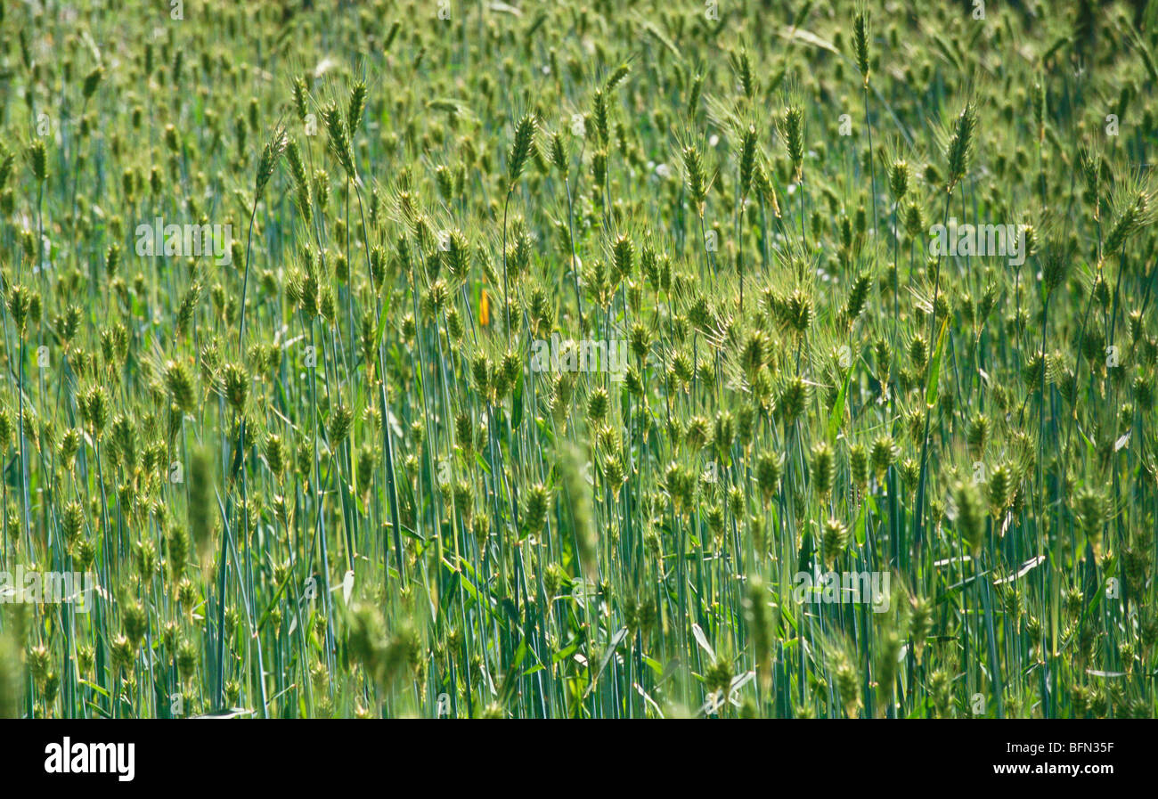 Barley crops in field ; Himachal Pradesh ; India ; asia Stock Photo - Alamy