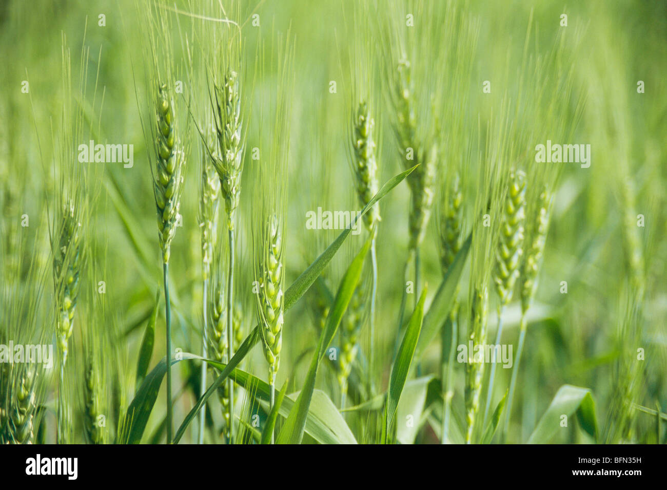Wheat crops in field ; India ; asia Stock Photo - Alamy