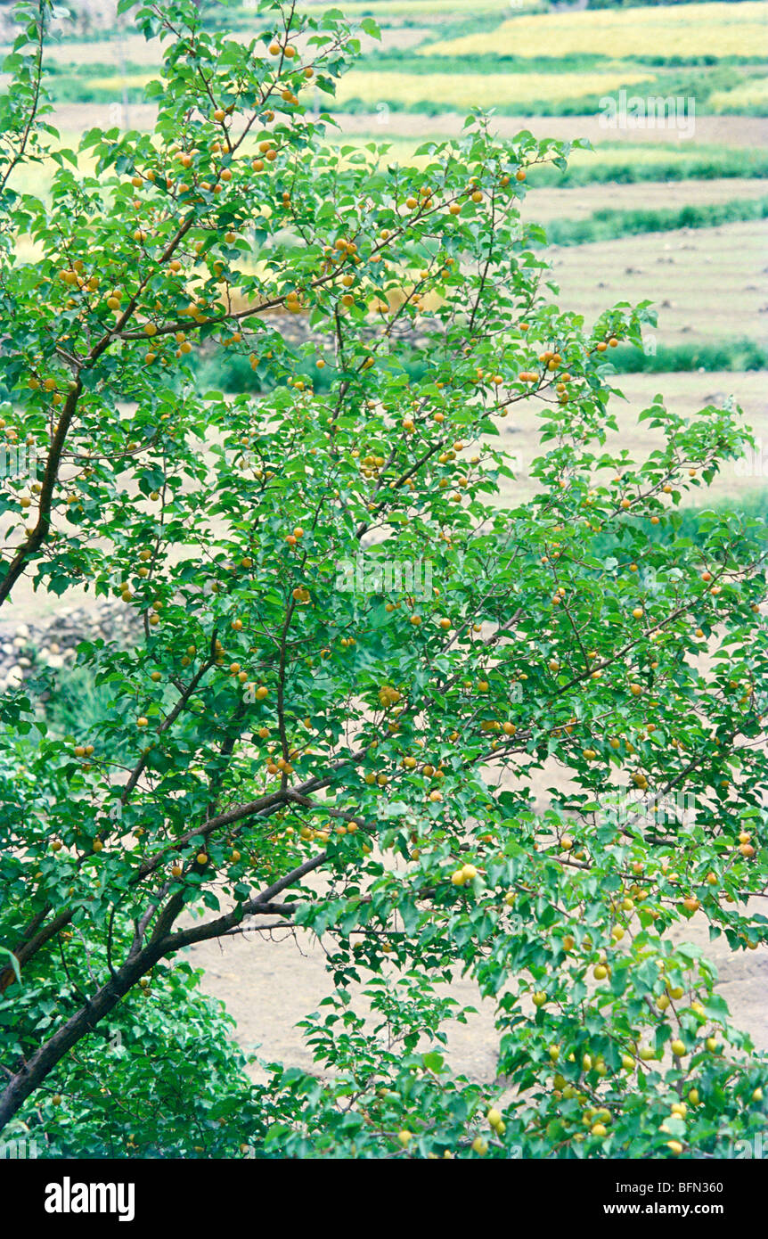 Apricot fruit tree ; Ladakh ; Jammu and Kashmir ; India ; asia Stock ...
