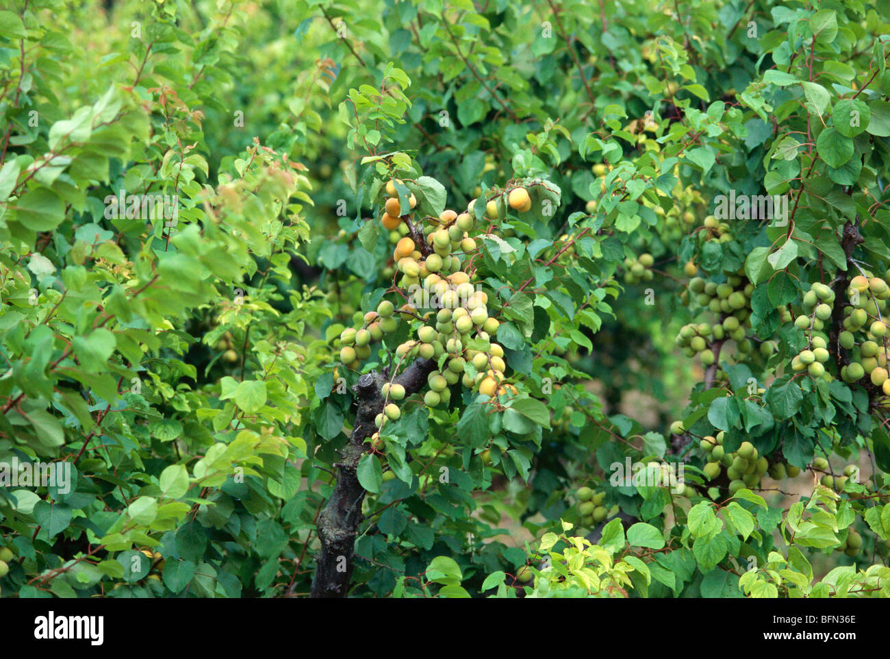 Peach fruit tree ; Almora ; Uttarakhand ; India ; Asia Stock Photo - Alamy