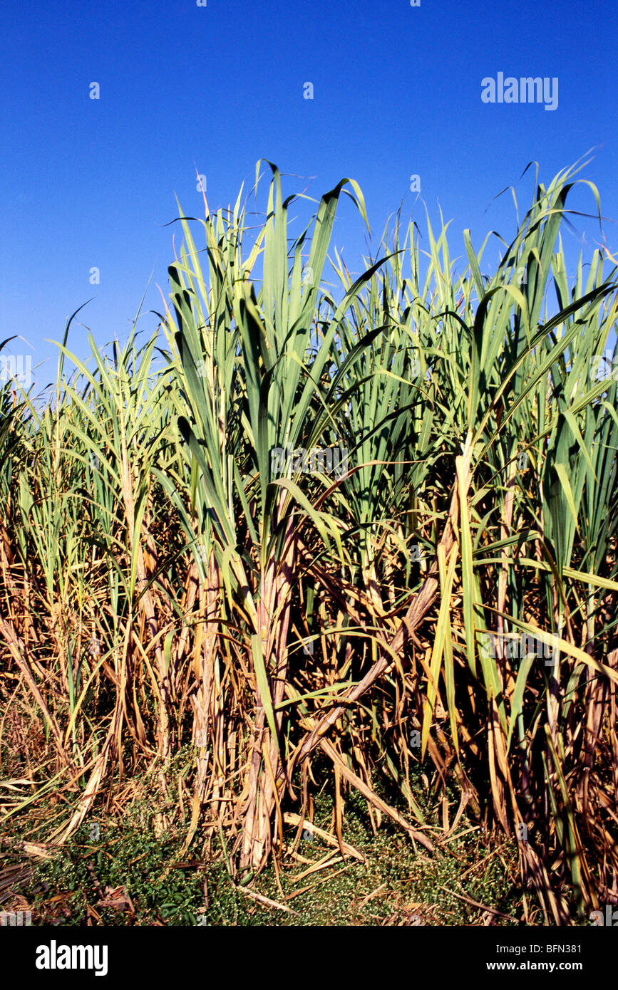 Sugarcane crop in field ; Pune ; Maharashtra ; India ; asia Stock Photo - Alamy