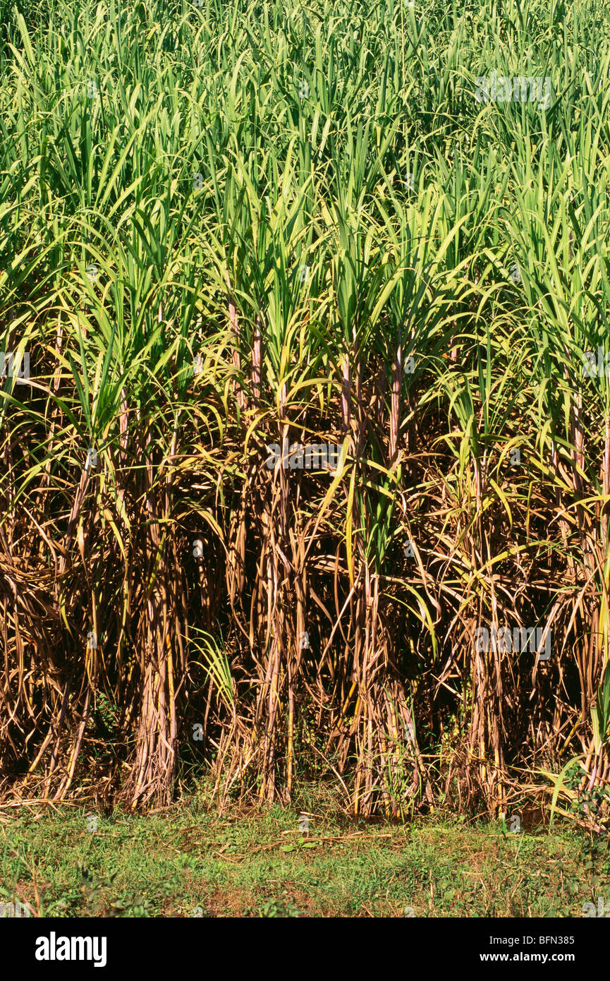 Sugarcane crop in field ; Kolhapur ; Maharashtra ; India ; asia Stock ...