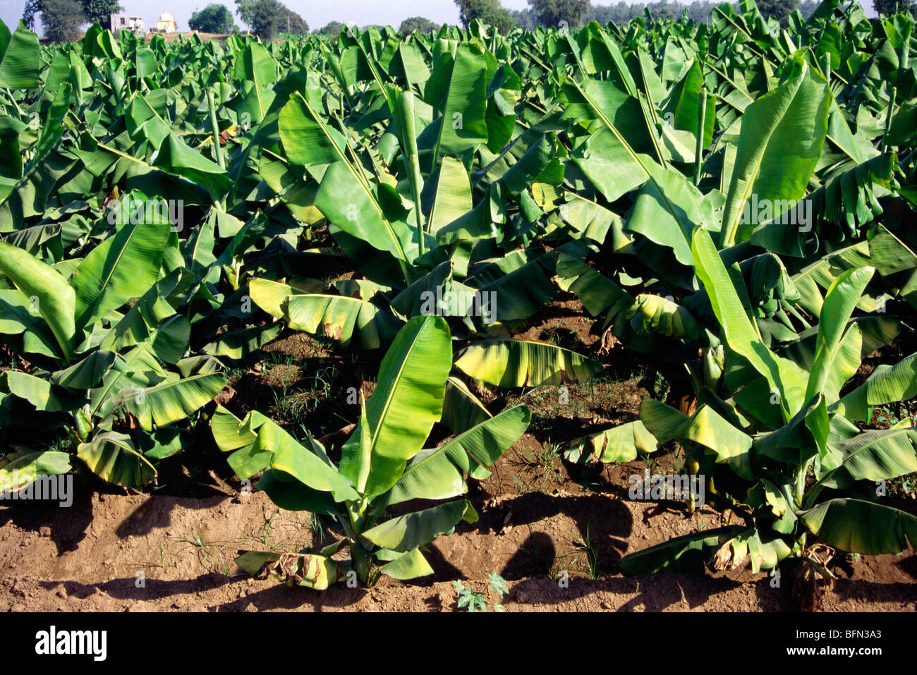 Banana trees plantation ; Bharuch ; Gujarat ; India ; asia Stock Photo ...