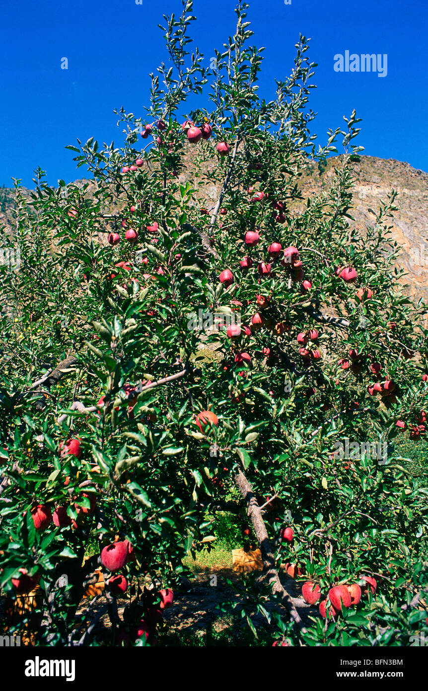 apple tree ; Sangla Valley orchard ; Himachal Pradesh ; India ; asia ...