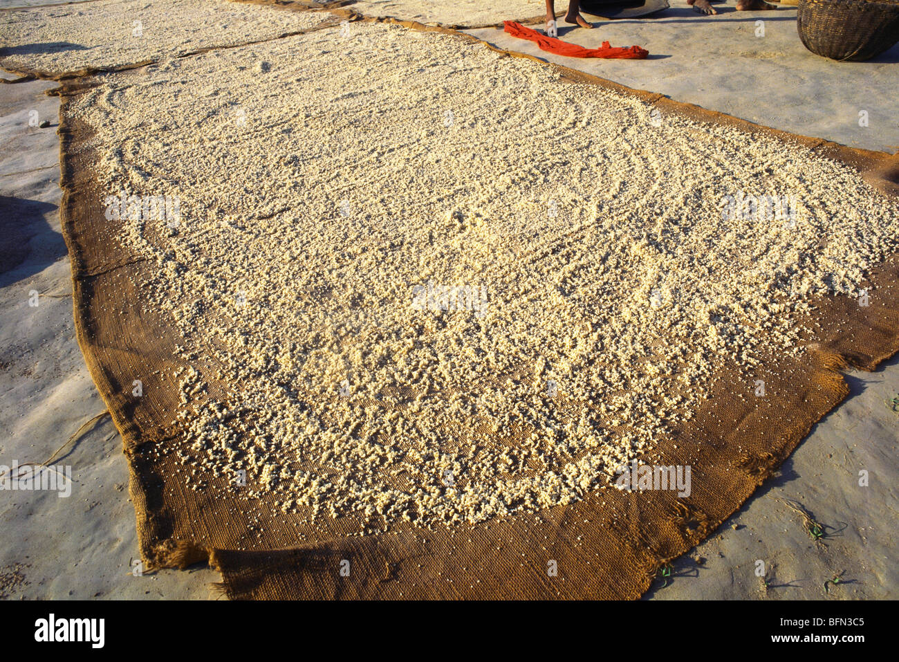 Sesamum india hi-res stock photography and images - Alamy