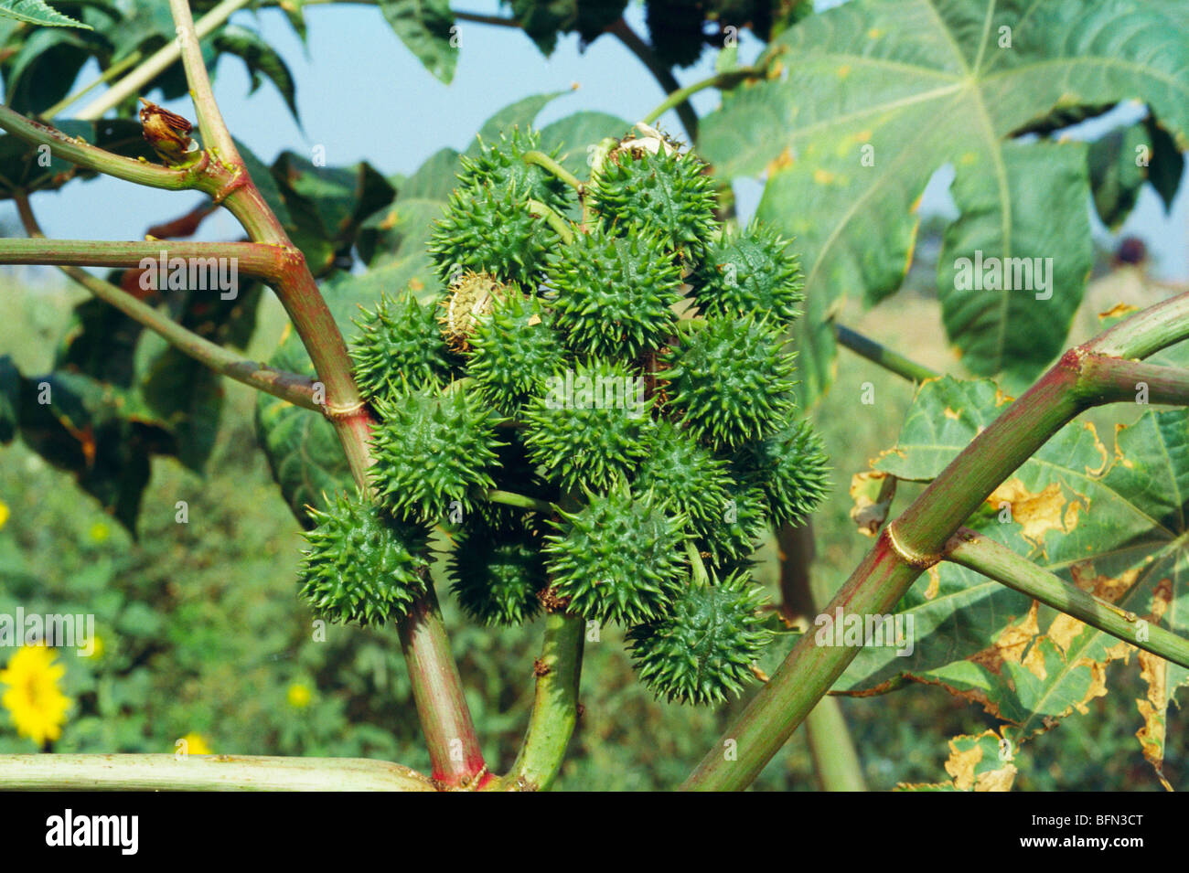 Castor oil plant Stock Photo - Alamy