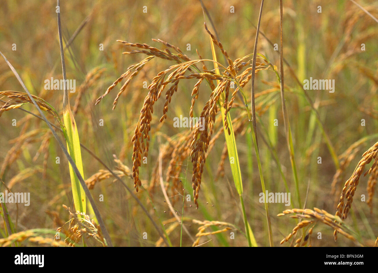 Rice paddy field ; Sindhudurg ; Maharashtra ; India ; asia Stock Photo ...