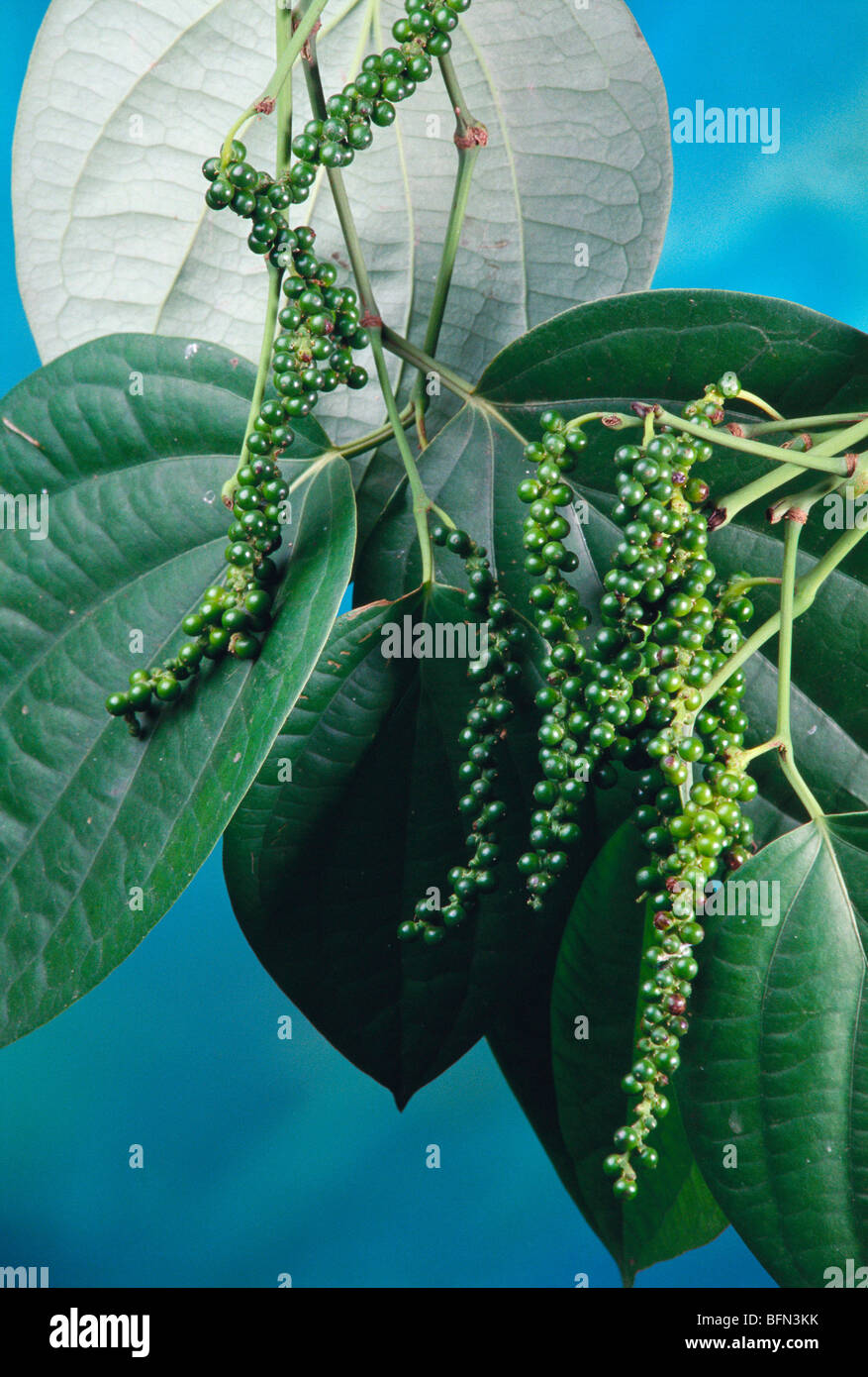 green pepper plant ; piper nigrum ; kerala ; India ; asia Stock Photo ...