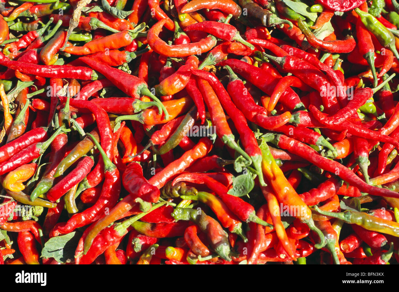 red chilli drying ; capsicum frutescens ; Jodhpur ; Rajasthan ; India ...