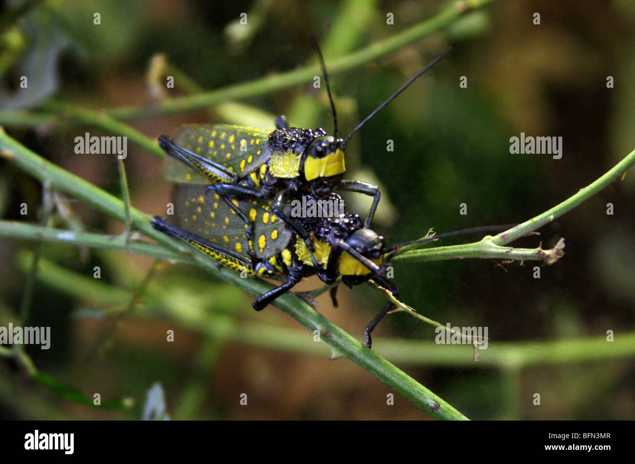 Indonesia insects hi-res stock photography and images - Alamy