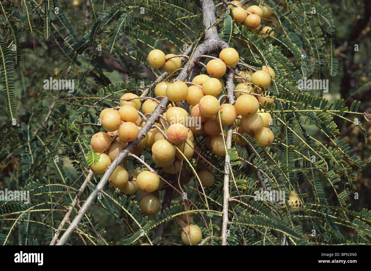 Gooseberry plant ; amla tree ; phyllanthus emblicalinn ; kerala ; india ...