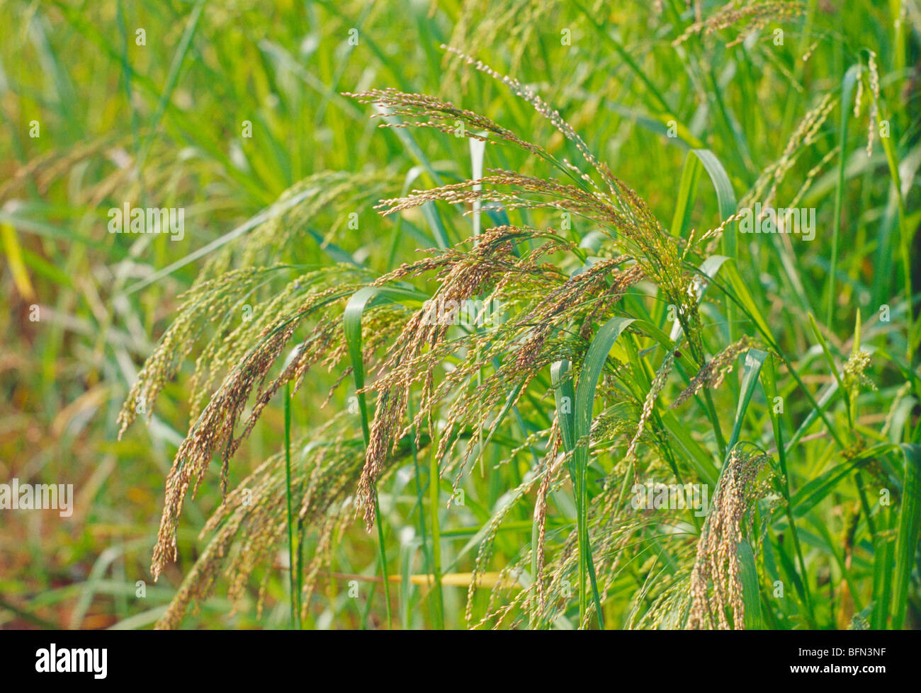 Little millet crops in field ; kerala ; India ; asia Stock Photo - Alamy