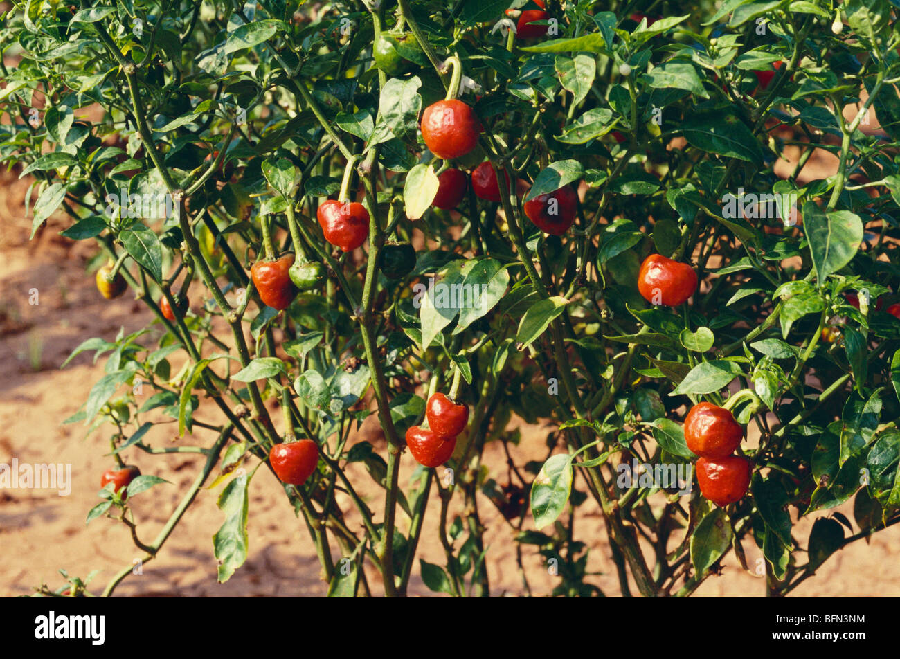 Lalmirca hi-res stock photography and images - Alamy