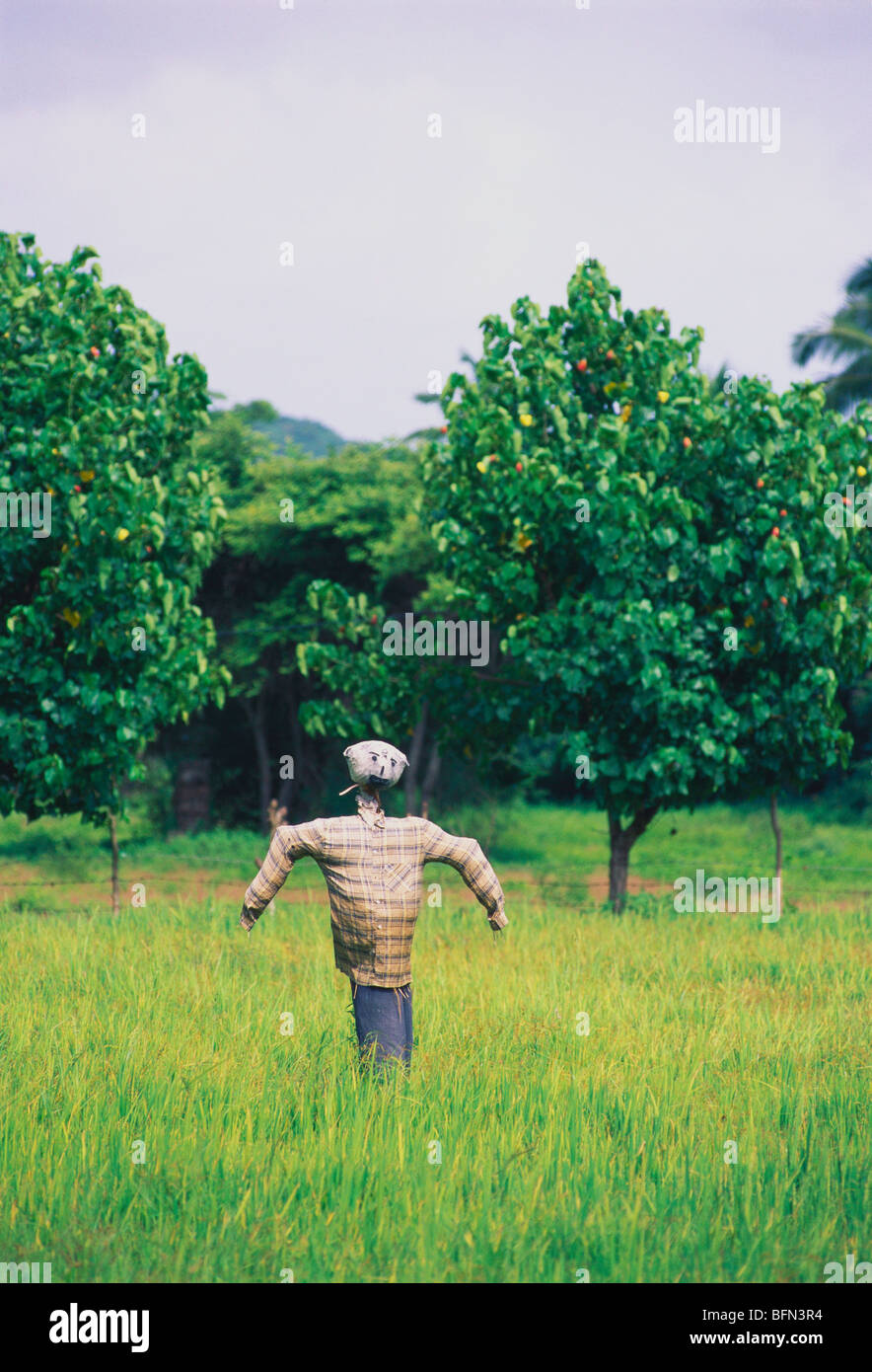 Scarecrow scare crow indian hi-res stock photography and images - Alamy