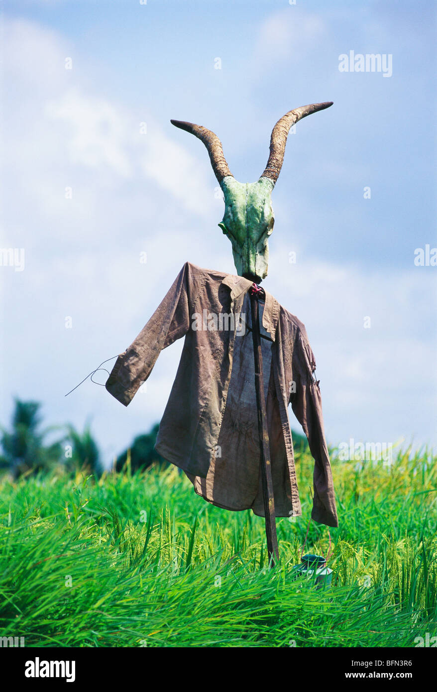 Indian scarecrow hi-res stock photography and images - Alamy