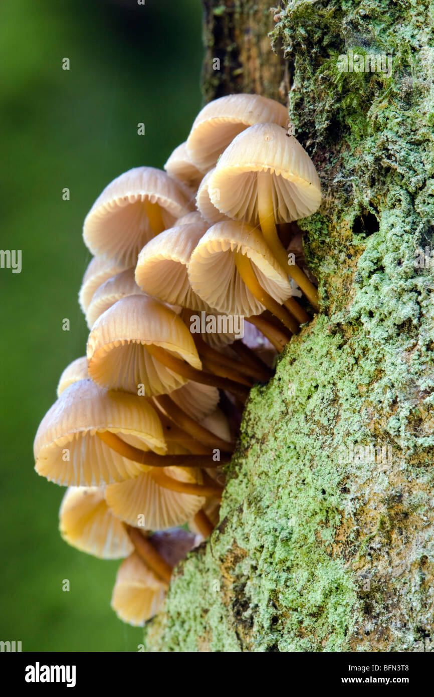 Fungus on oak tree trunk hi-res stock photography and images - Alamy