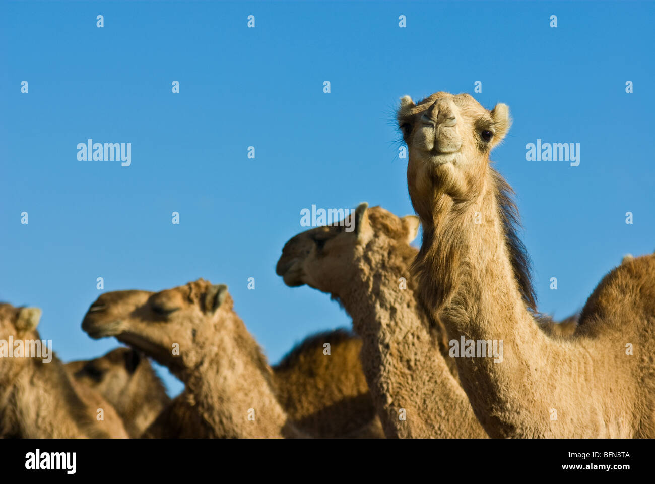 Camel facial features hi-res stock photography and images - Alamy