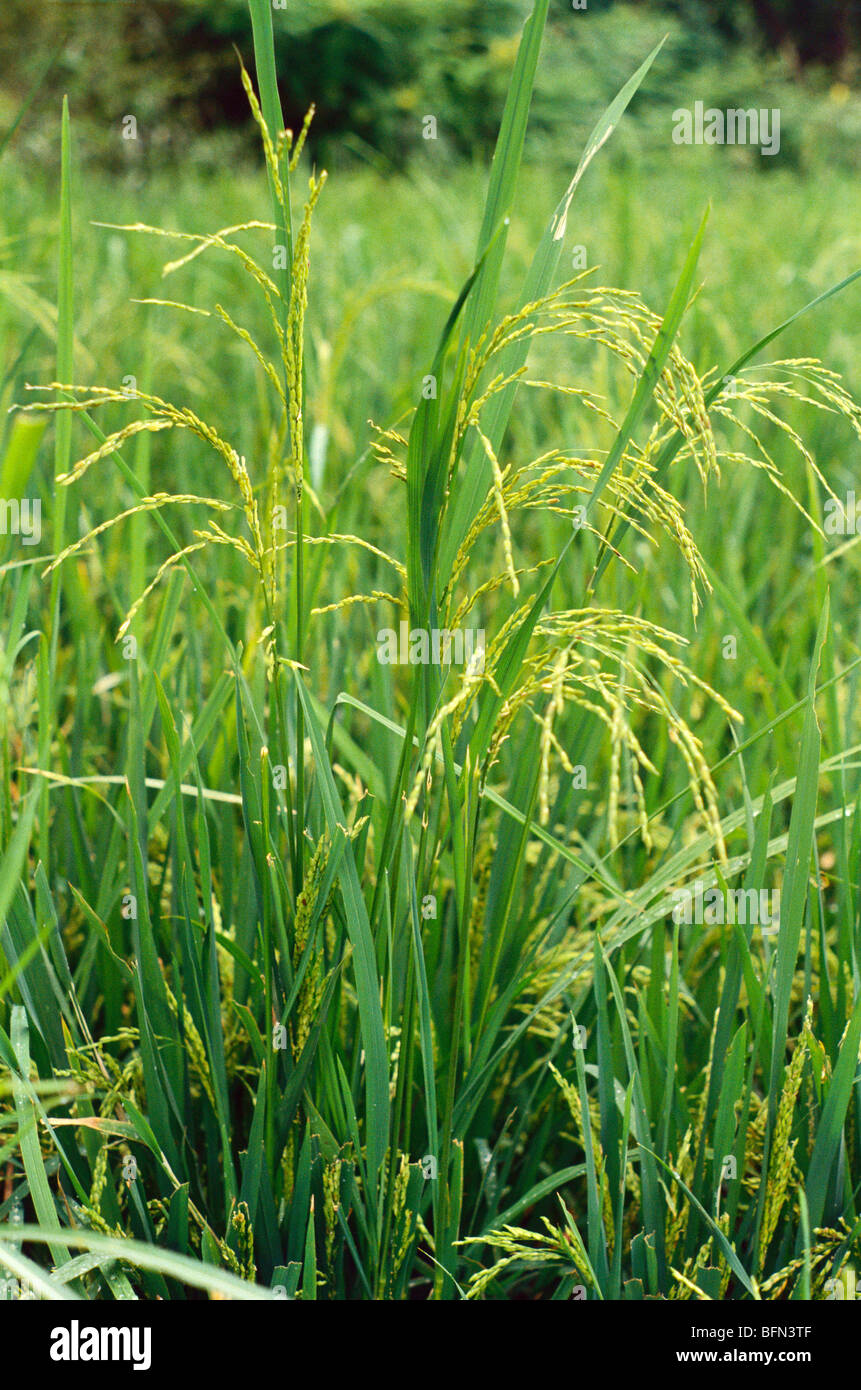 Rice crop field ; India ; Asia Stock Photo - Alamy