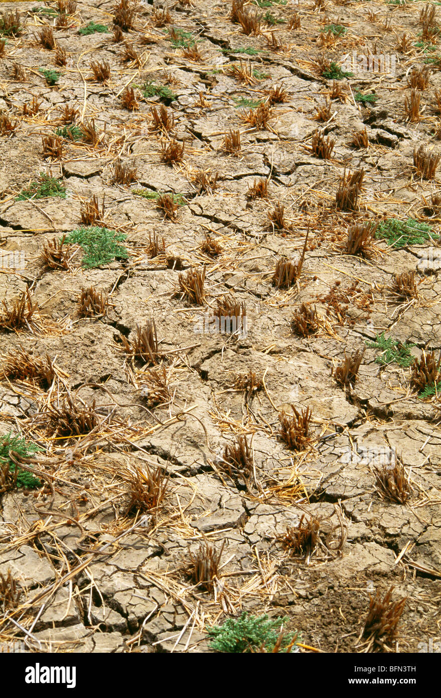 Crop stalks after harvesting ; Utttan ; Thane ; Maharashtra ; India ...