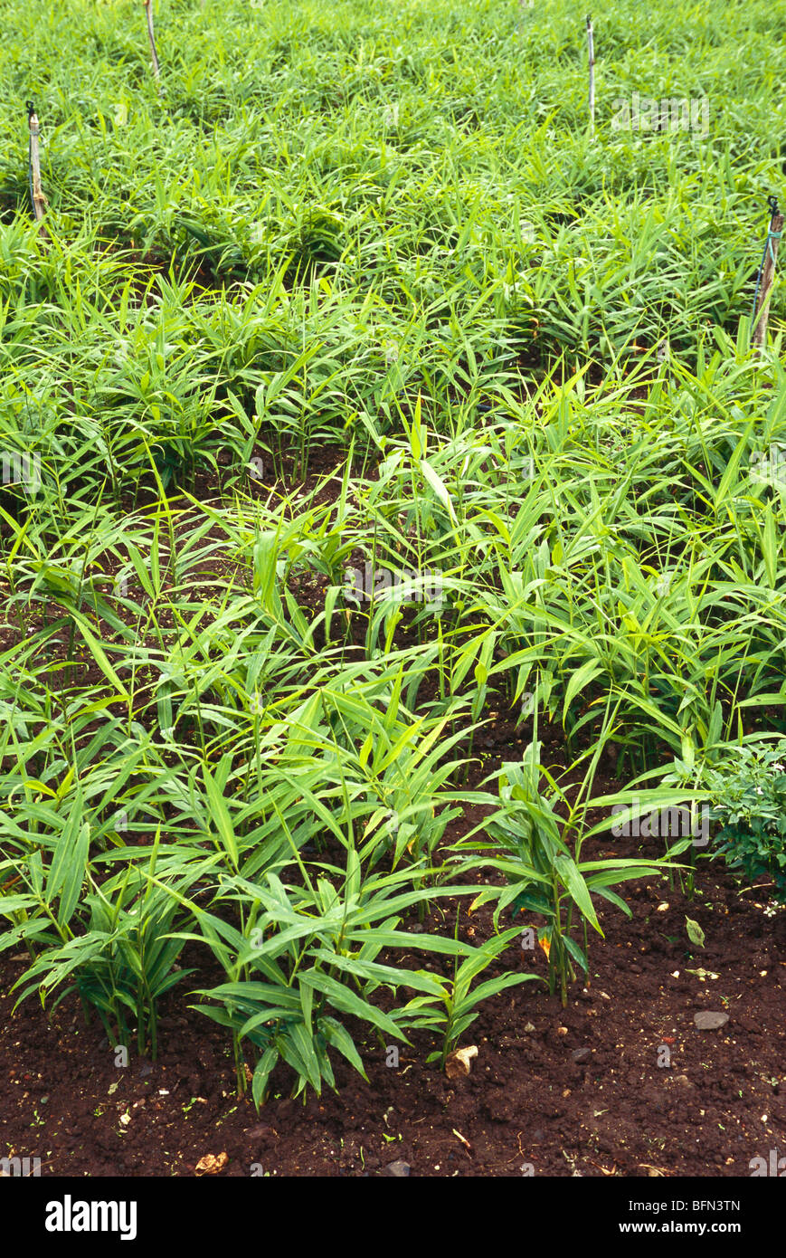 Ginger plant cultivation ; Pune ; Maharashtra ; India ; Asia Stock ...