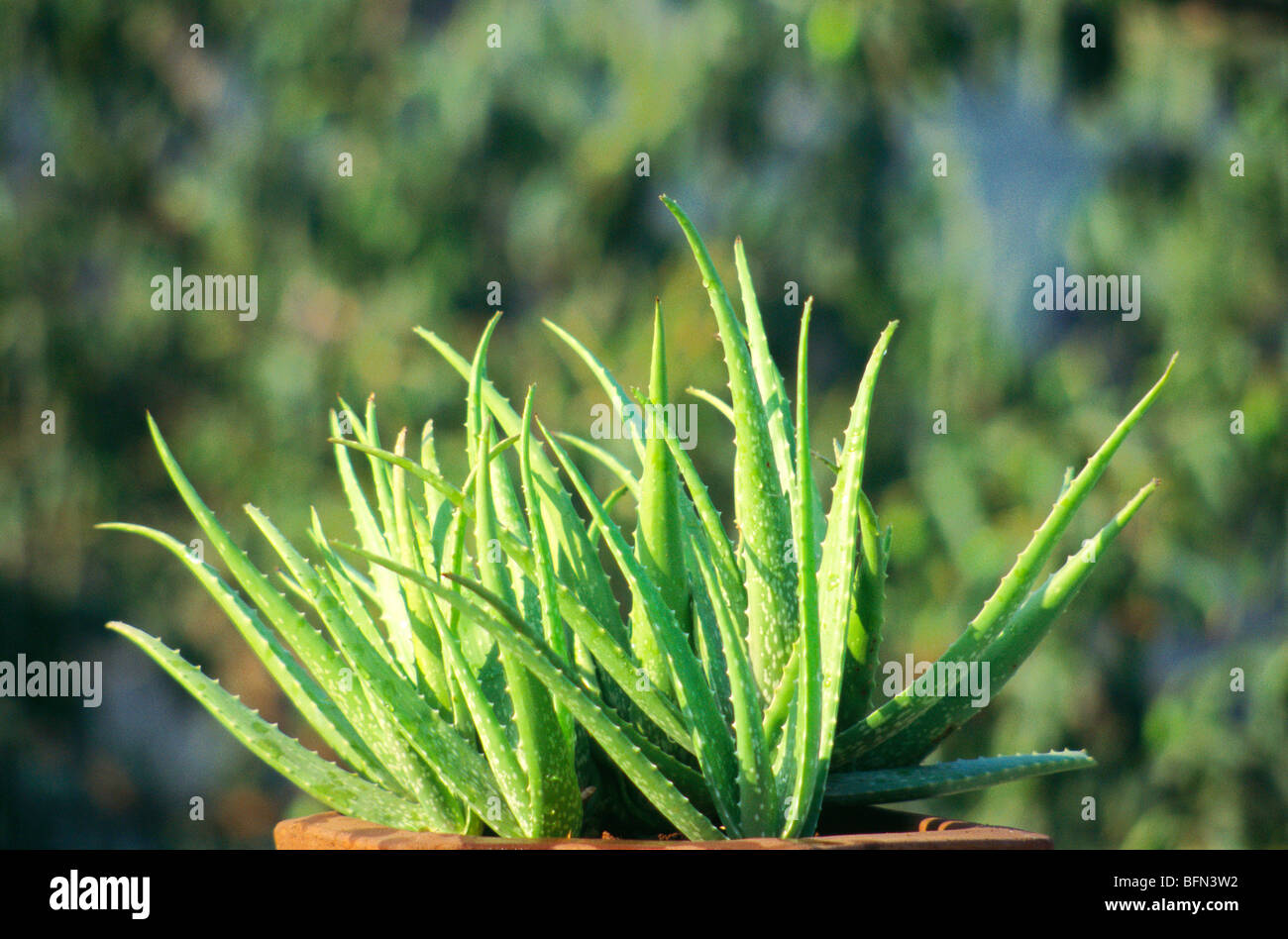 Ayurvedic herb ; aloe vera ; india ; asia Stock Photo - Alamy