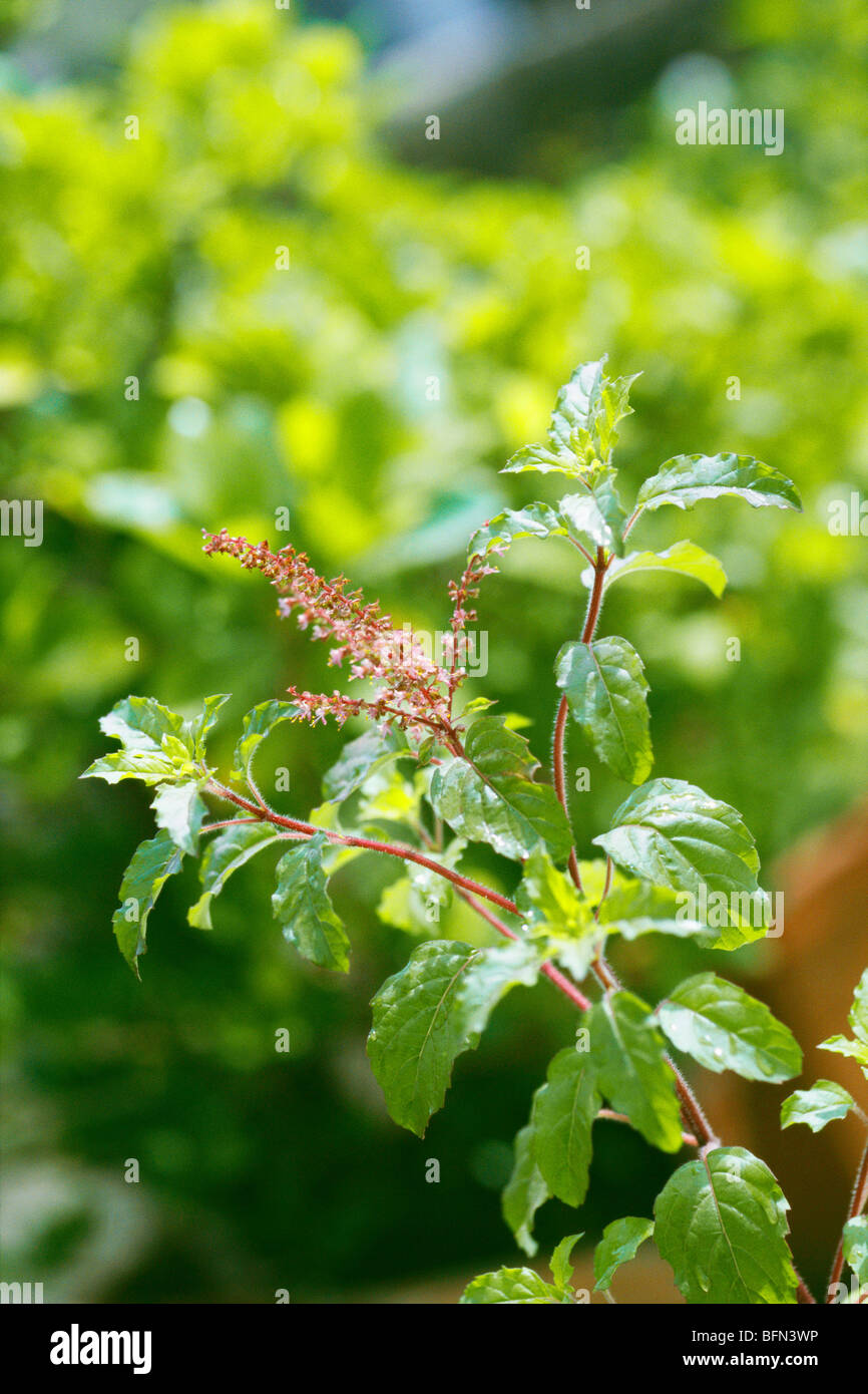 NVM 61530 : Ayurvedic herb ; tulsi holy basil ocimum sanctum linn plant ...