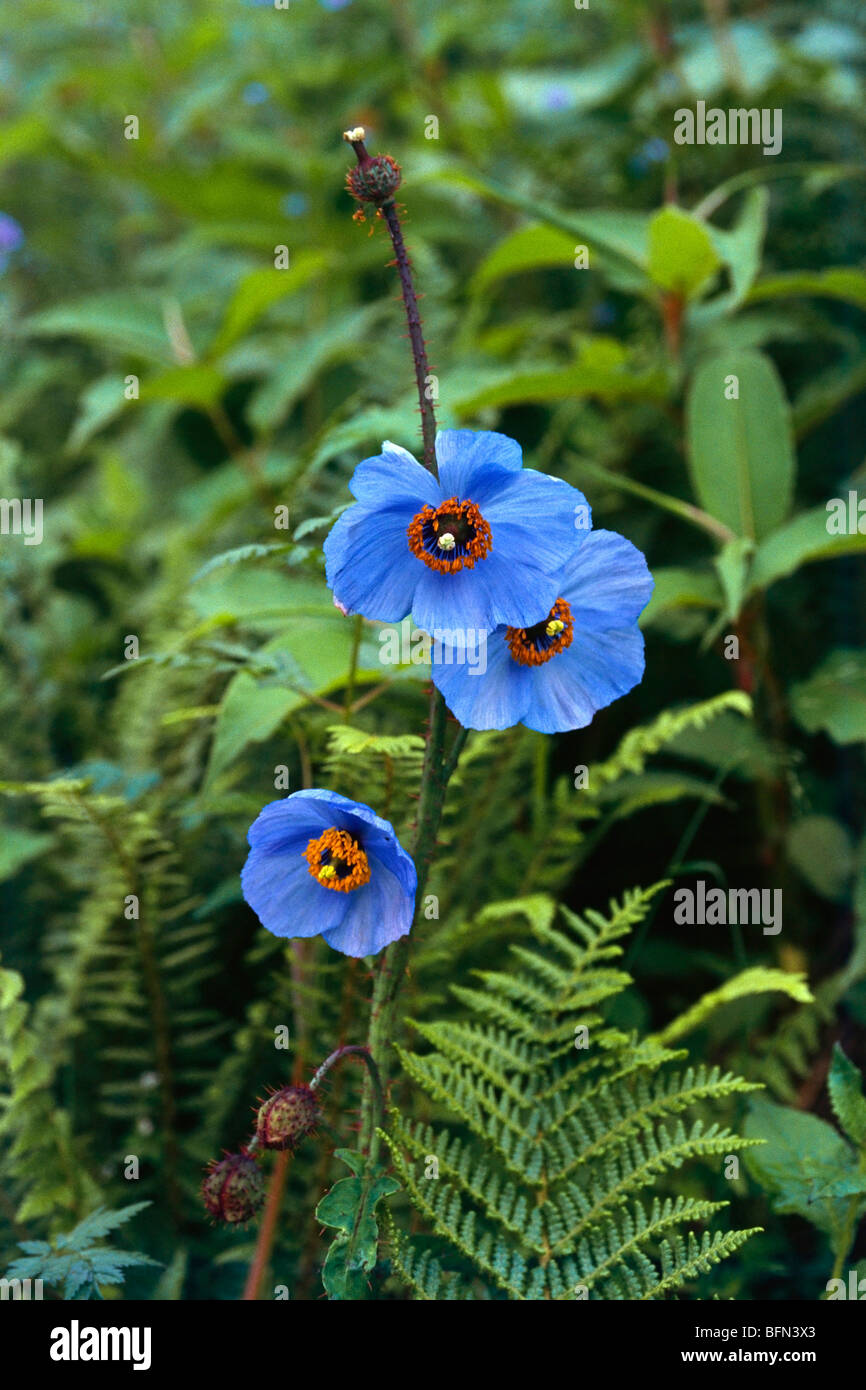 Blue drooping flowers hi-res stock photography and images - Alamy