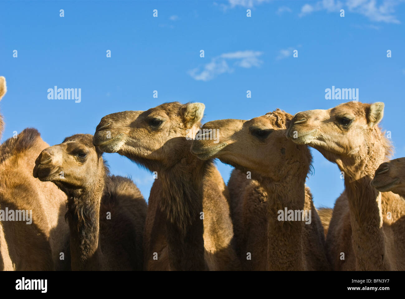 Alert features hi-res stock photography and images - Alamy