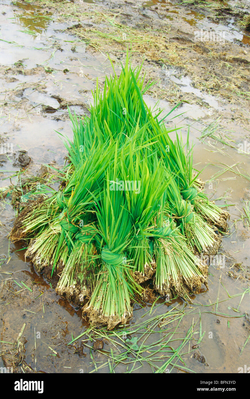 Rice paddy sapling ; Panvel ; Maharashtra ; India ; Asia Stock Photo ...