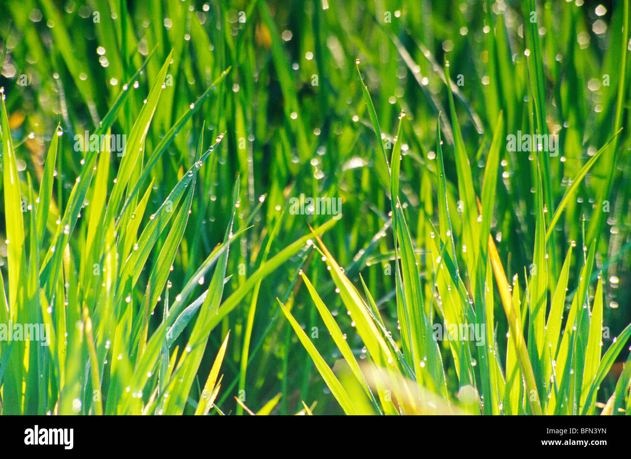 Rice crops with dew drops ; India ; asia Stock Photo - Alamy
