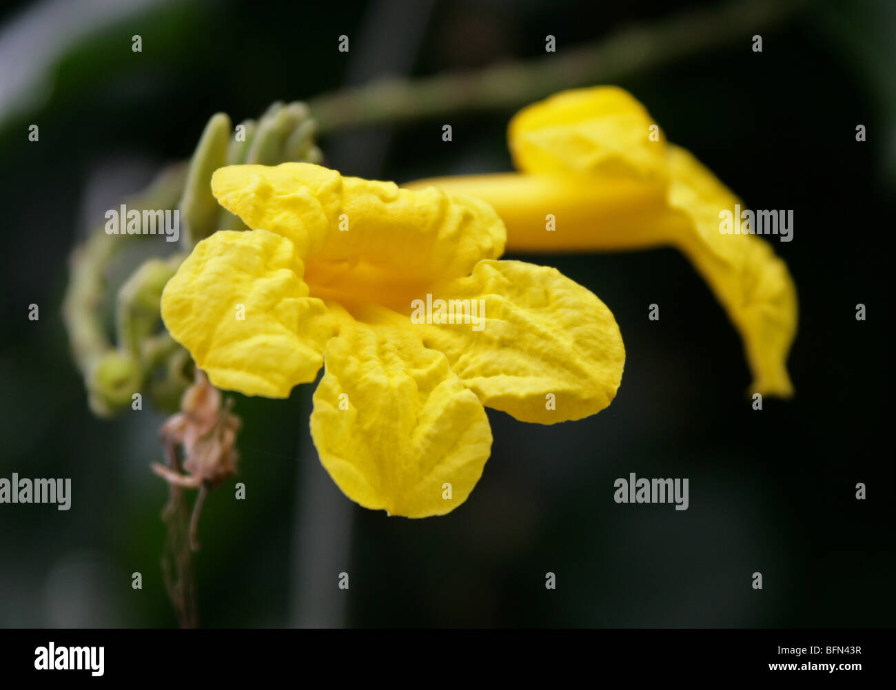 Yellow jacaranda hi-res stock photography and images - Alamy