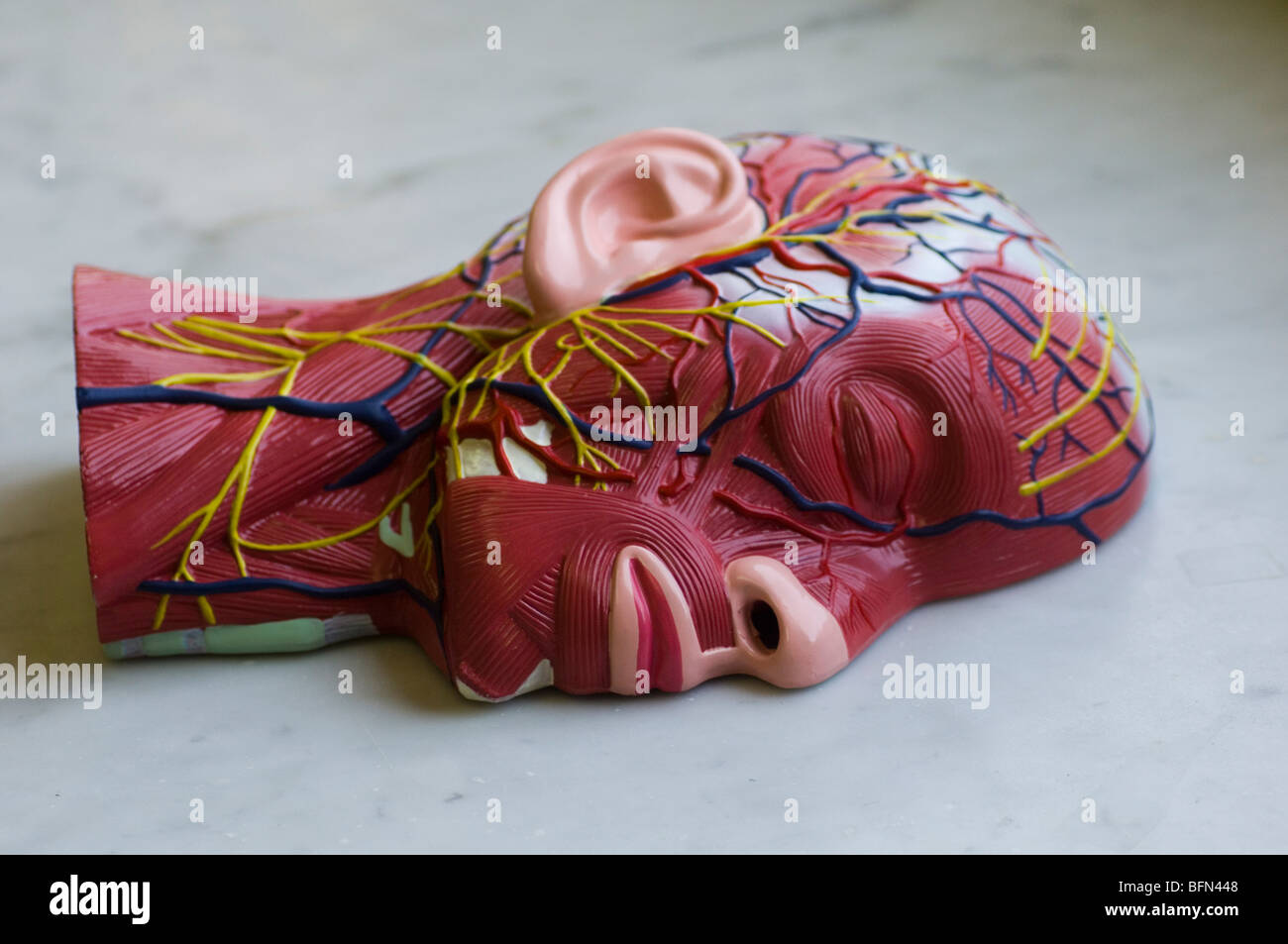 Anatomical head model Stock Photo - Alamy