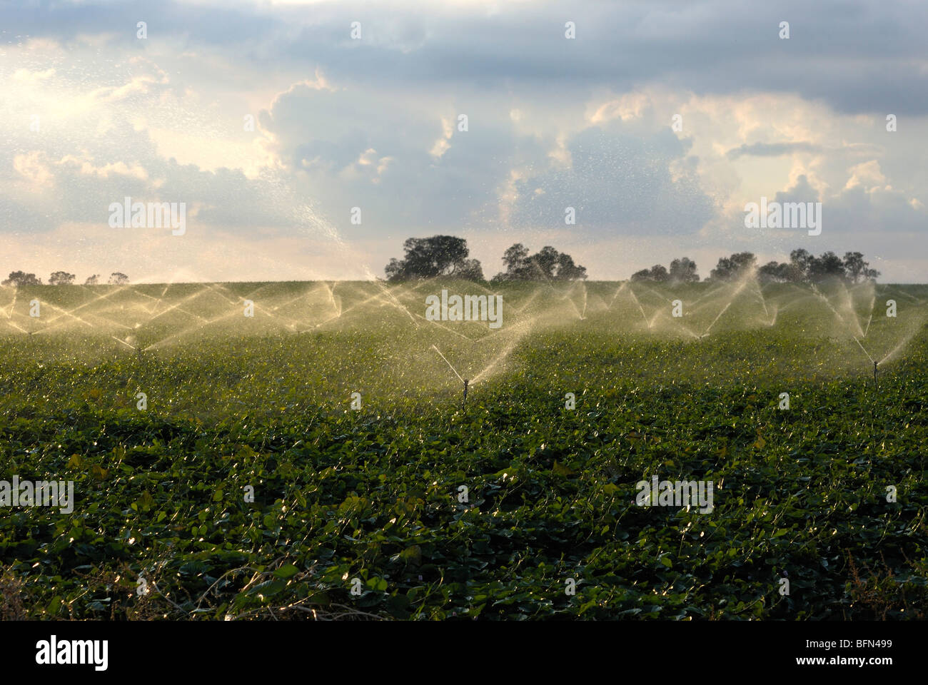 Israel negev desert field irrigation hi-res stock photography and ...