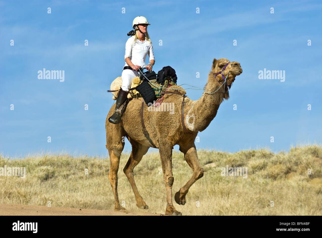 Reins of a camel hi-res stock photography and images - Alamy