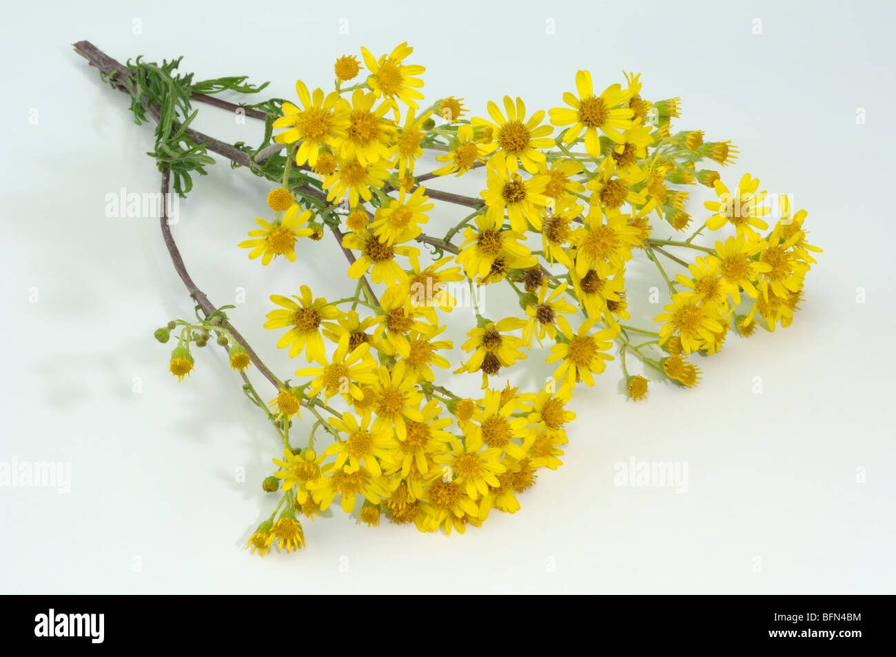 Common Ragwort, Jacobea, Staggerwort (Senecio jacobaea), stem with ...