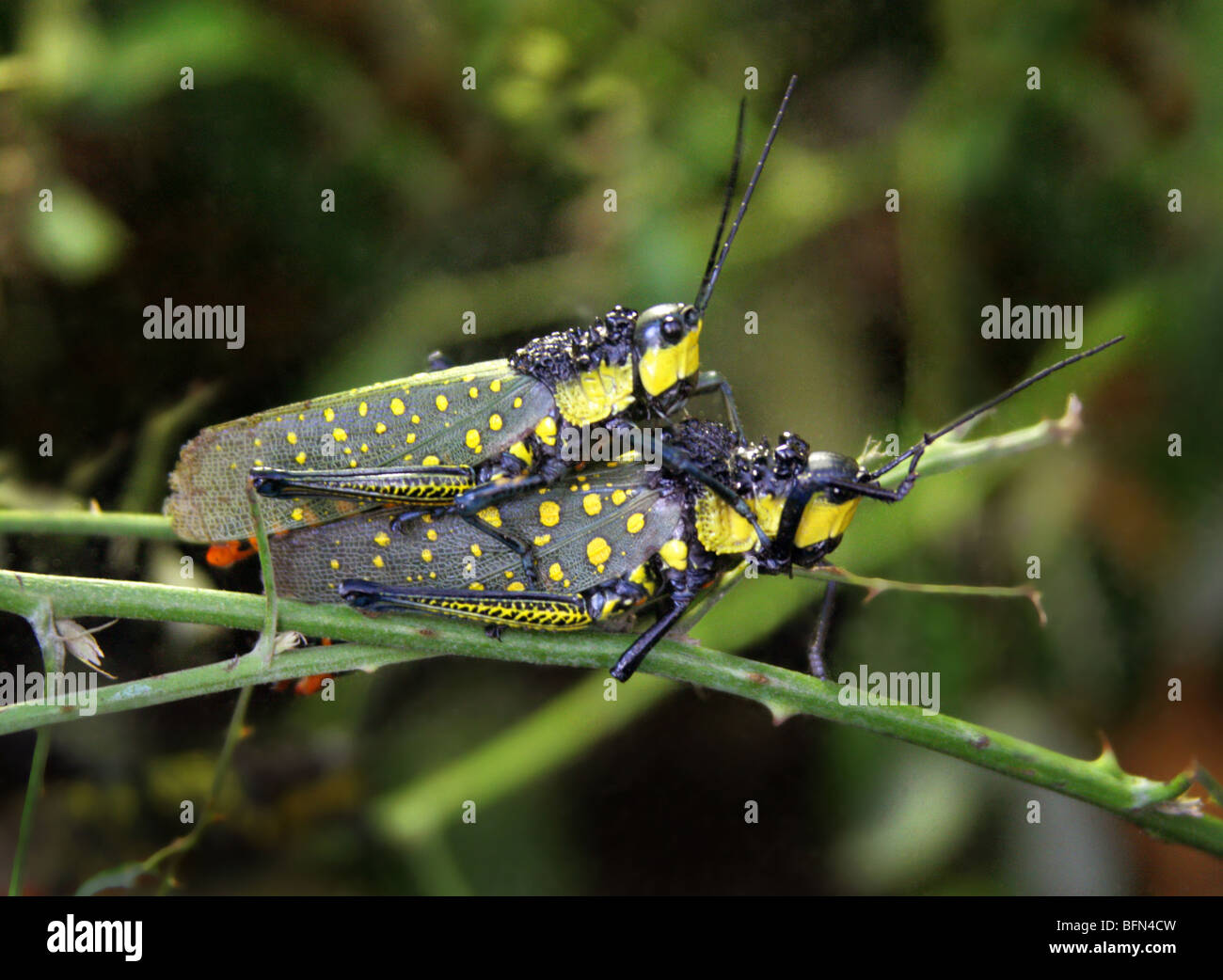 Northern Spotted Grasshopper, Aularches milliaris, Indonesia, Malaysia ...