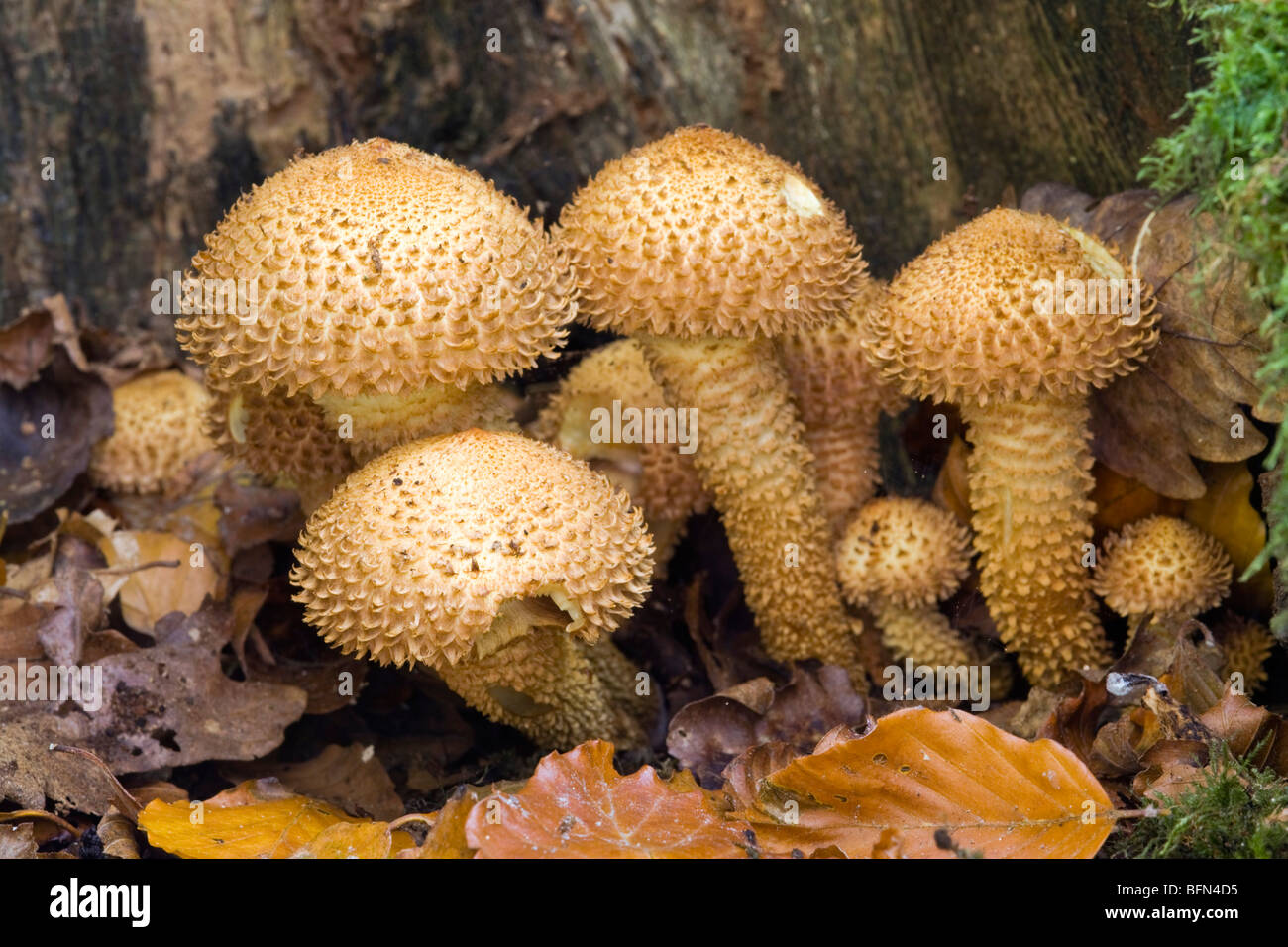 shaggy scale-head fungus; Pholiota squarrosa Stock Photo - Alamy