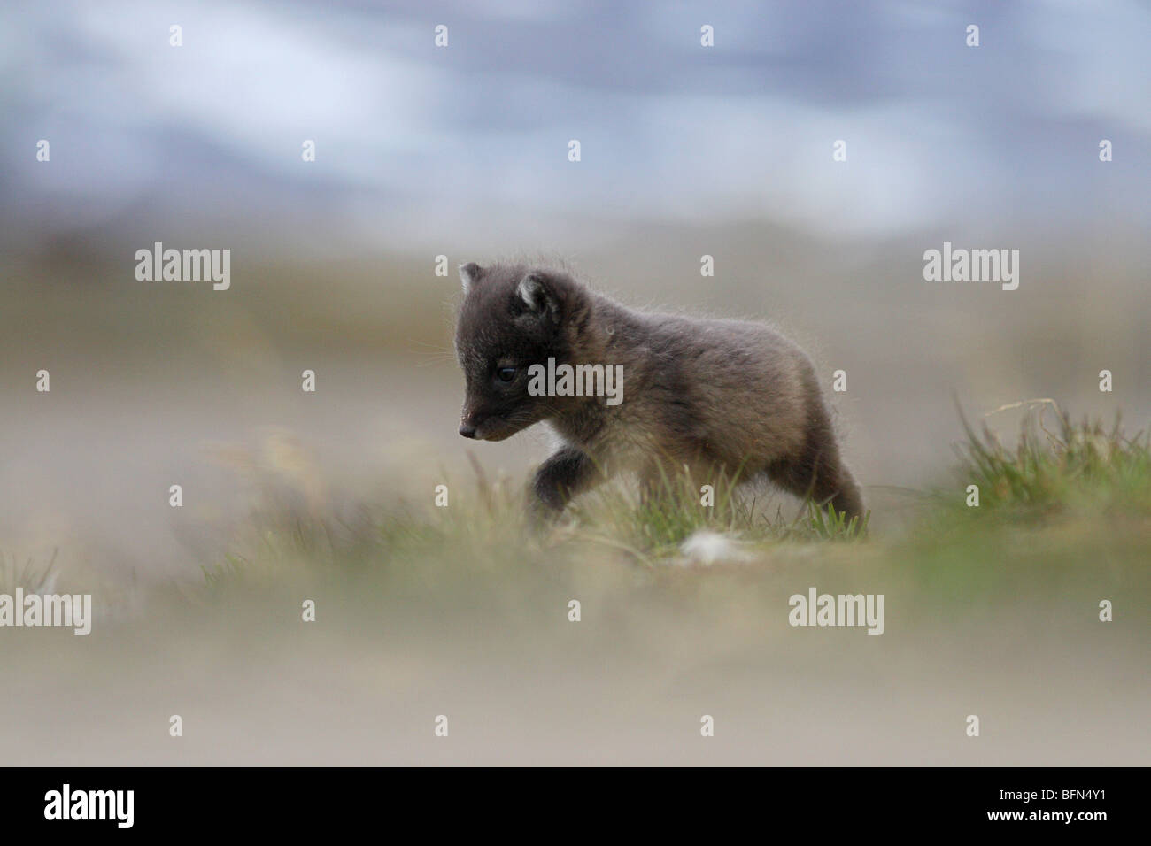Arctic fox walking on tundra Stock Photo - Alamy