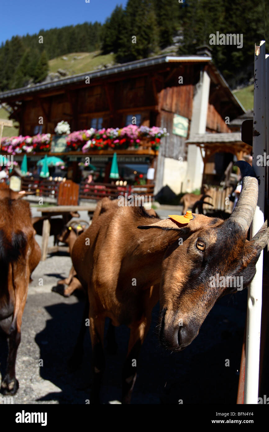 Alpine chamoisee goat hi-res stock photography and images - Alamy