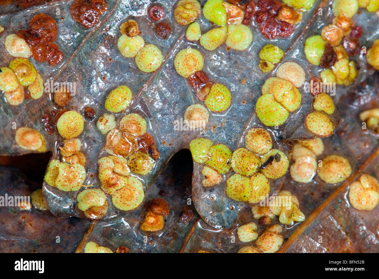 common spangle galls on oak leaf; caused by Neuroterus quercusbaccarum ...