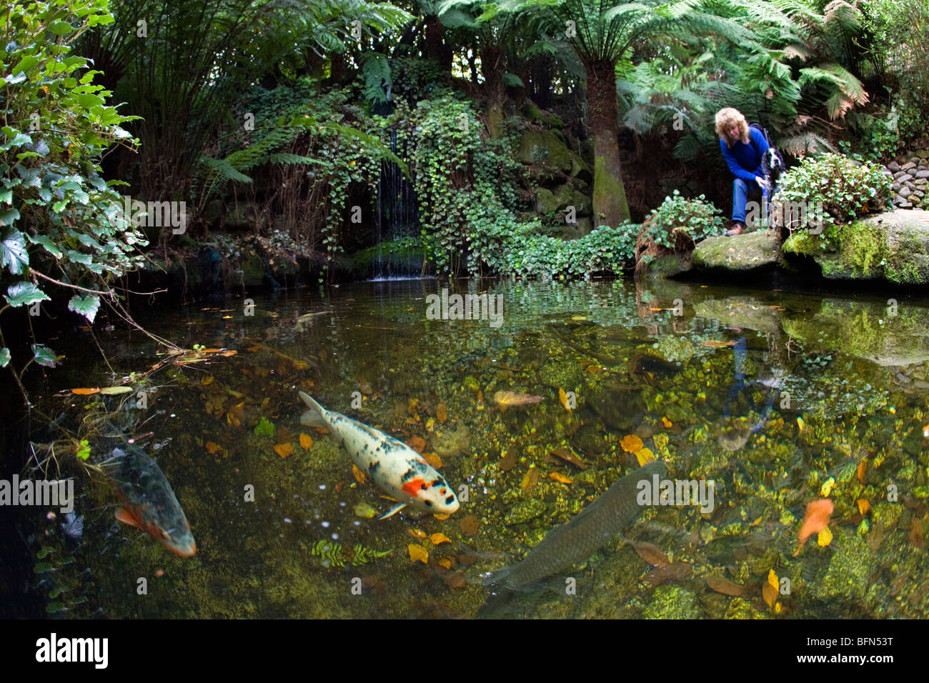 Trebah garden; Koi pool; visitor watching the fish; Cornwall Stock ...