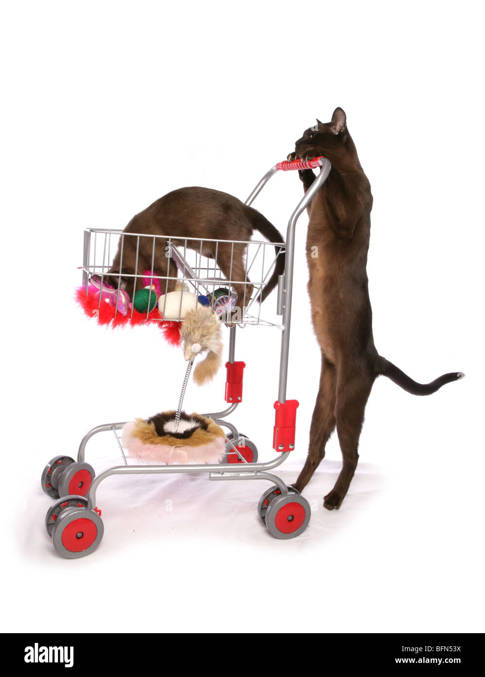 Cat shopping cart hi-res stock photography and images - Alamy